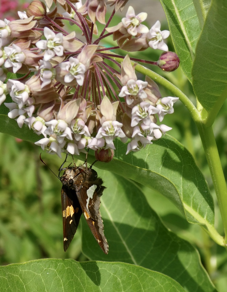 Hatching a plot – CatsinCambridge