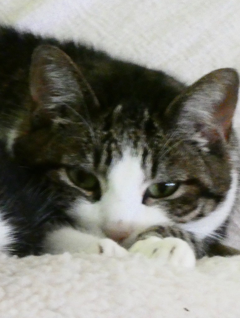 Long weekends – CatsinCambridge