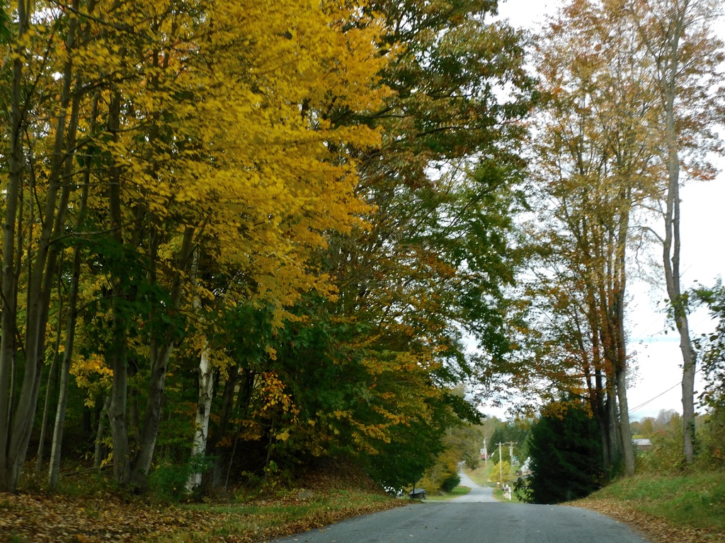 Newberry Fruits – CatsinCambridge