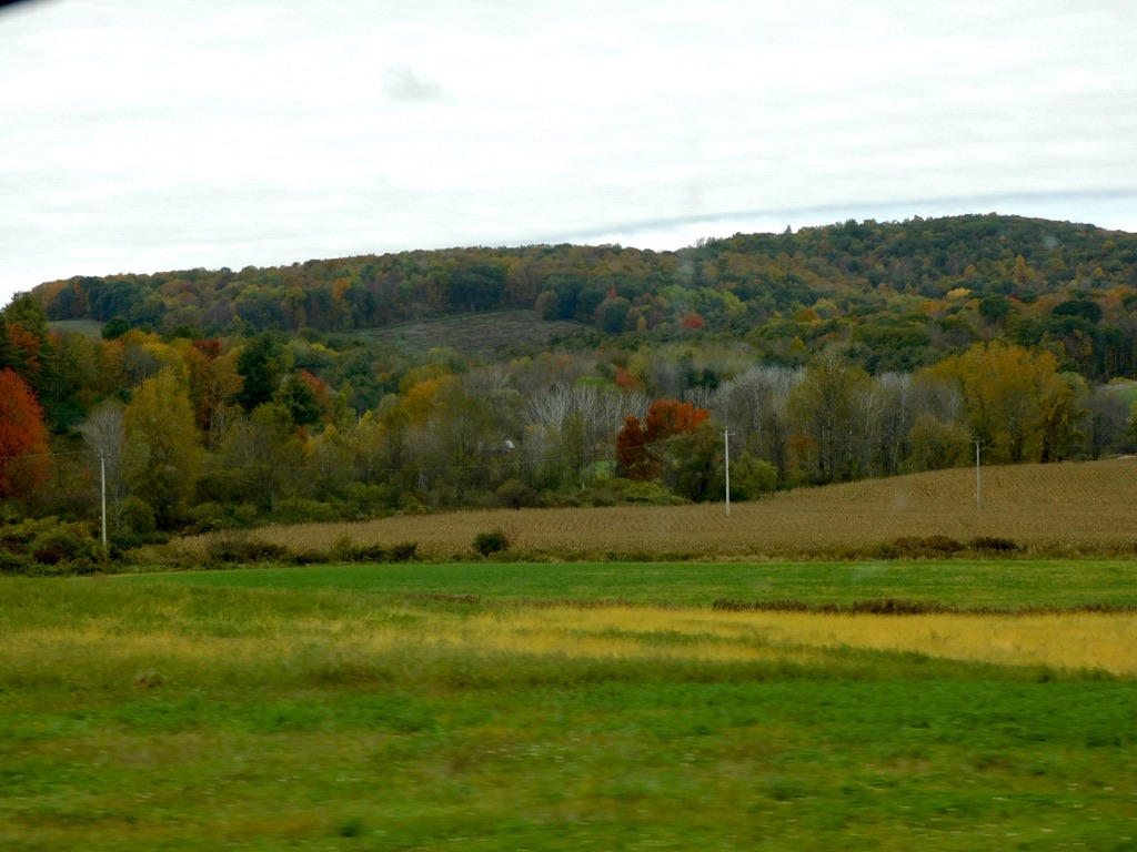 Newberry Fruits – CatsinCambridge