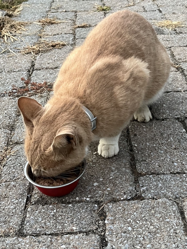 Droopy – CatsinCambridge